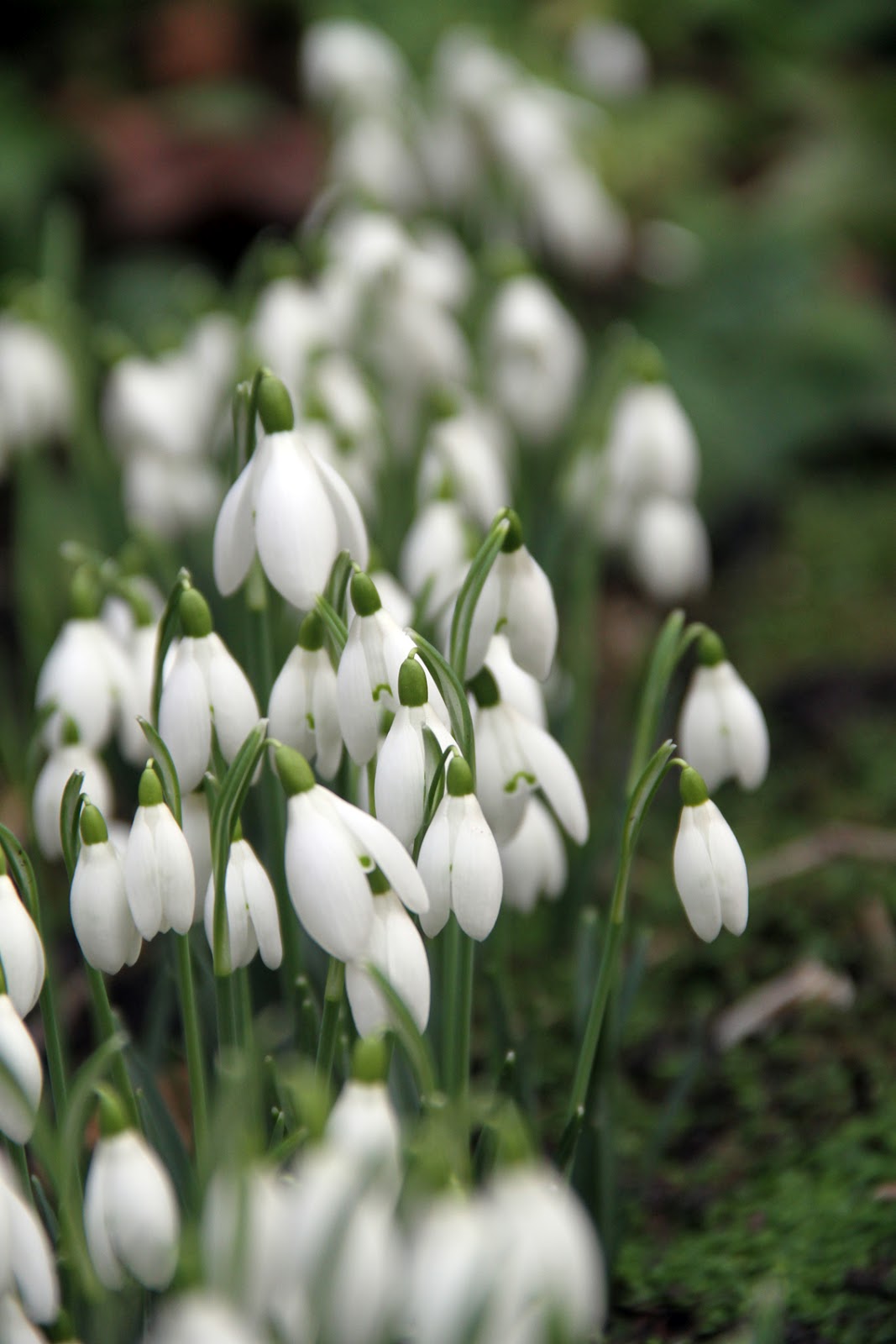 Photographer's Garden: The forecast is for snow(drops)