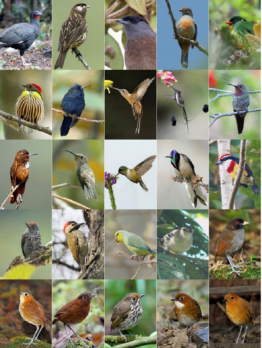 AVES LIMA Y EL PERÚ (COSTA, SIERRA Y SELVA)