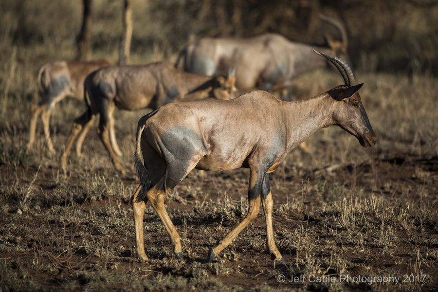 Jeff Cable's Blog: Our African Safari - Day Eight (Sunrise from a hot ...
