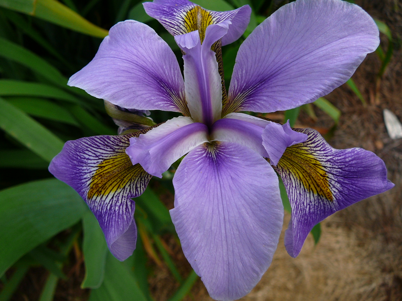 World of Irises: Extending the Louisiana Bloom Season with Companions ...