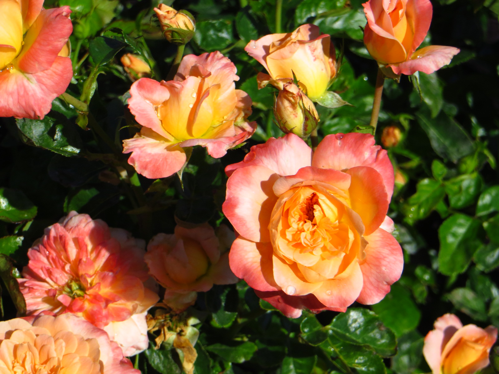Journalist By Nature: Heirloom Rose Gardens