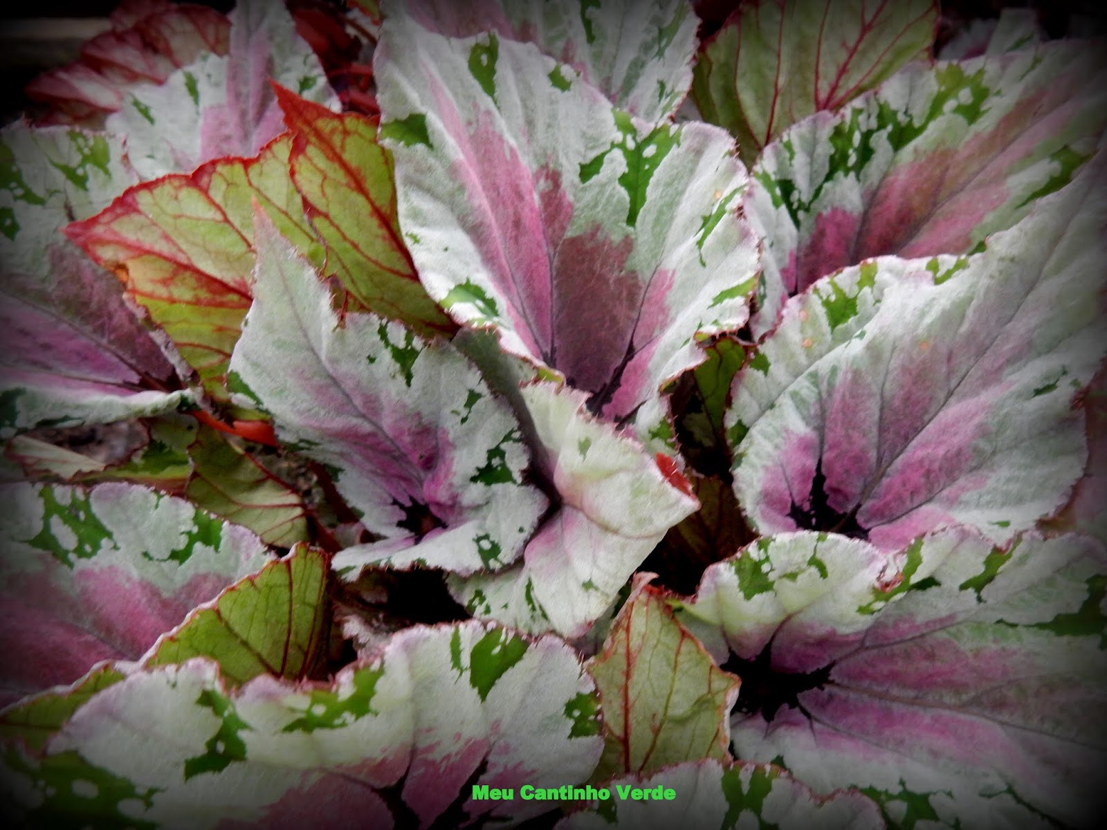 Meu Cantinho Verde: BEGONIA REX PUTZ