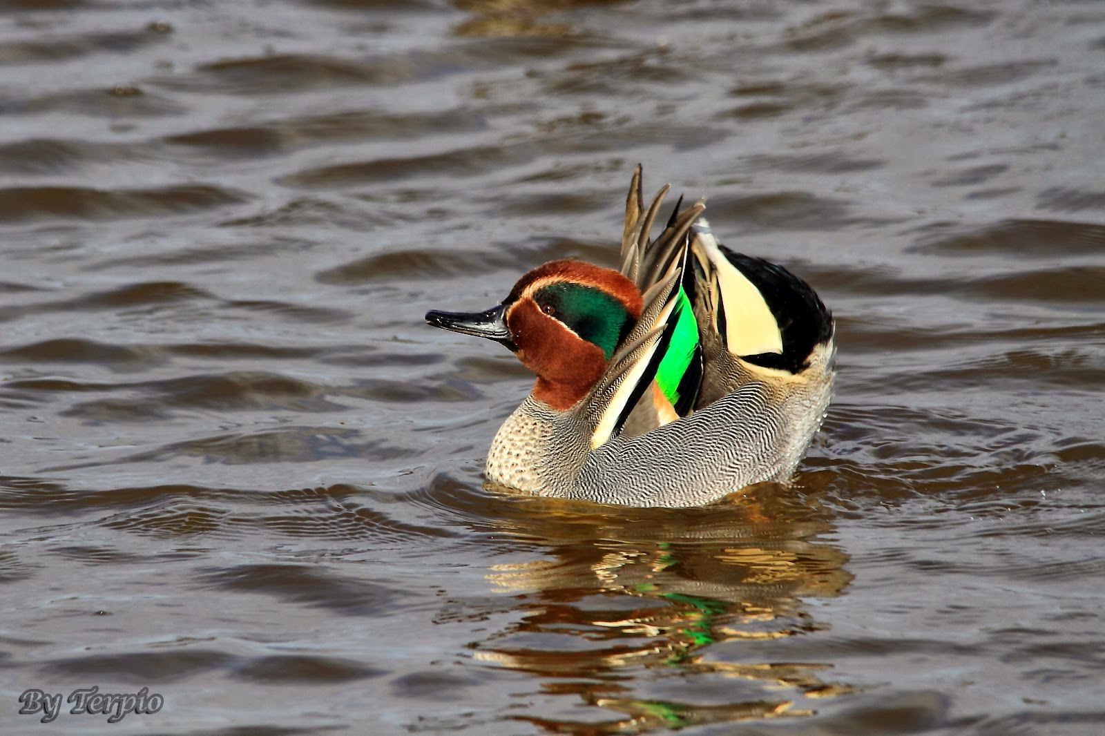 Viajes, Salidas, Naturaleza, (Fotografía).: Cerceta Común (Anas Crecca).