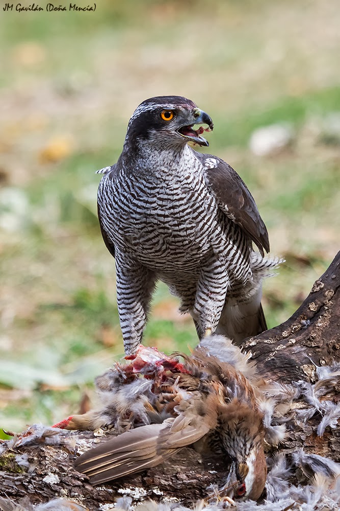 Fotografía de Naturaleza - JM Gavilán: Azor común (Accipiter gentilis)