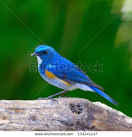 A Blog of Scenic Nature - Beautiful Creations of God : VIBGYOR Series ...