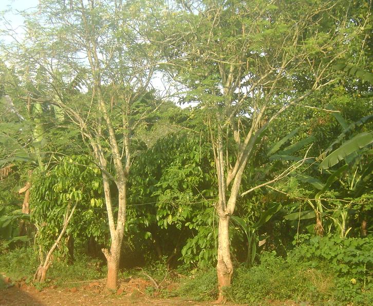 William Kituuka Kiwanuka: WITH SHS 300 BILLION, I CAN TURN KAMULI INTO ...