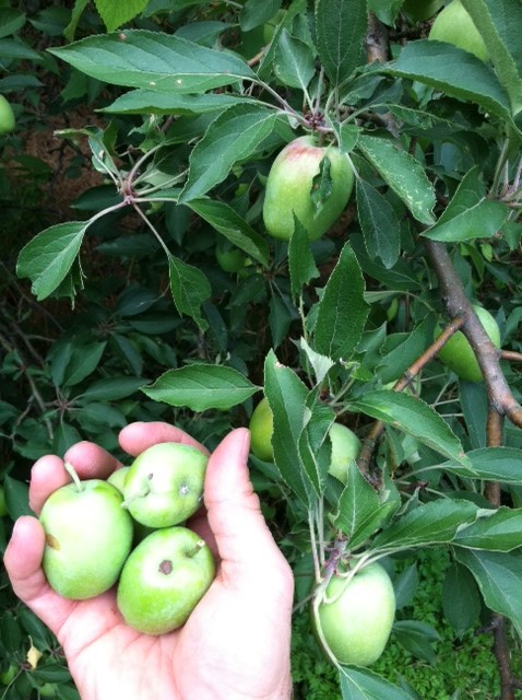 Lee's Orchard, leesorchard, apples: Thinning Trees Mid-June at the Orchard
