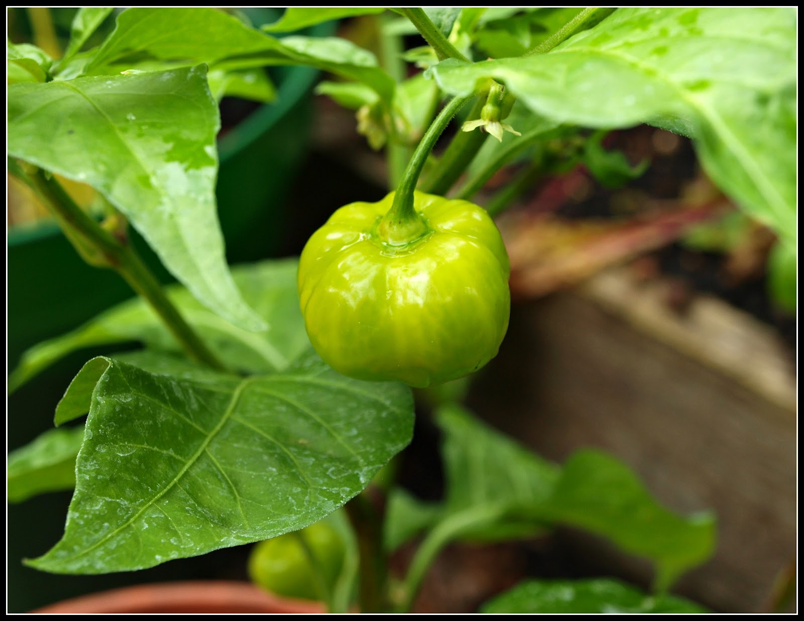 Mark's Veg Plot: Scotch Bonnet Chilli - a late addition