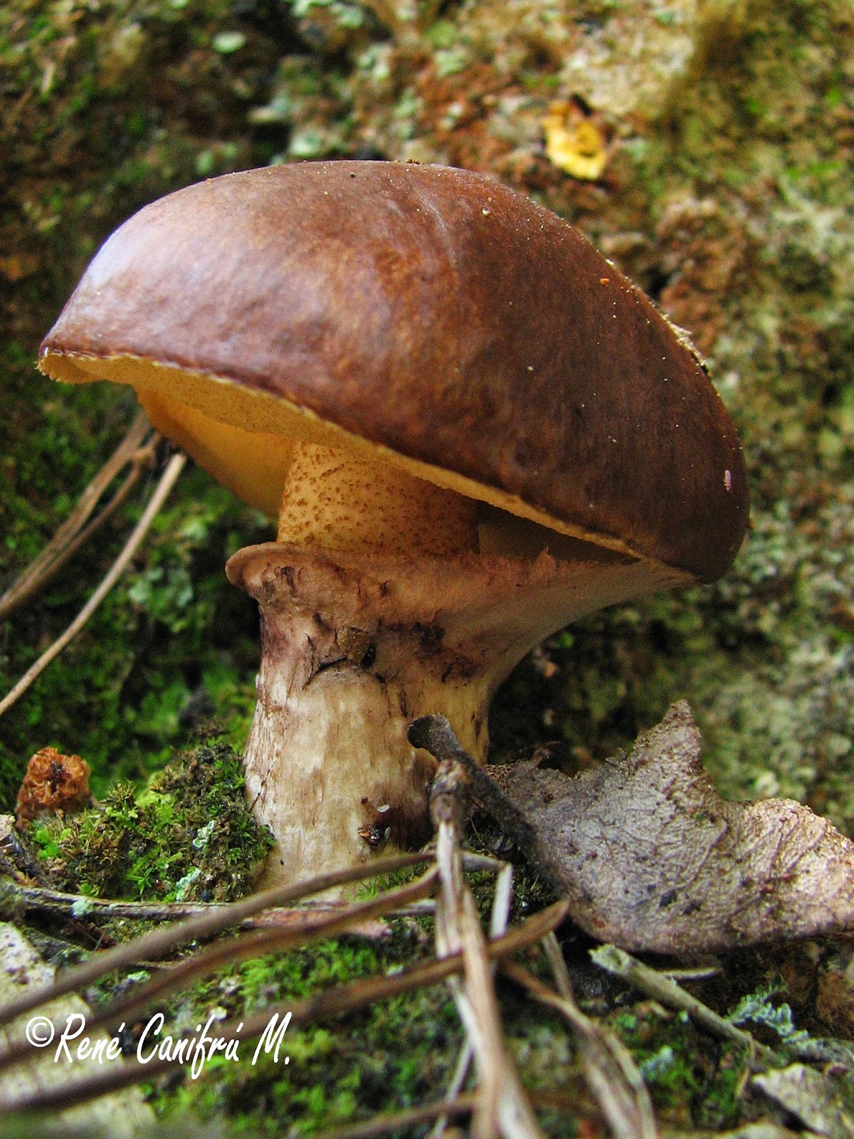 Hongos: Suillus luteus