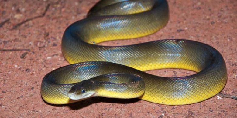 Makalah Ular Python Indonesia - Download Makalah Biologi Gratis File ...