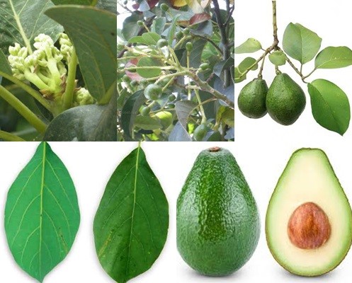 Science in Nature: INDIGENOUS MEDICINAL PLANTS AND PRACTICES IN ...