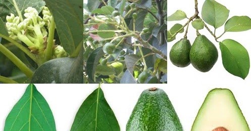 Science in Nature: INDIGENOUS MEDICINAL PLANTS AND PRACTICES IN ...