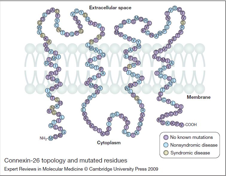 Connexin 26: Different mutations and their effects