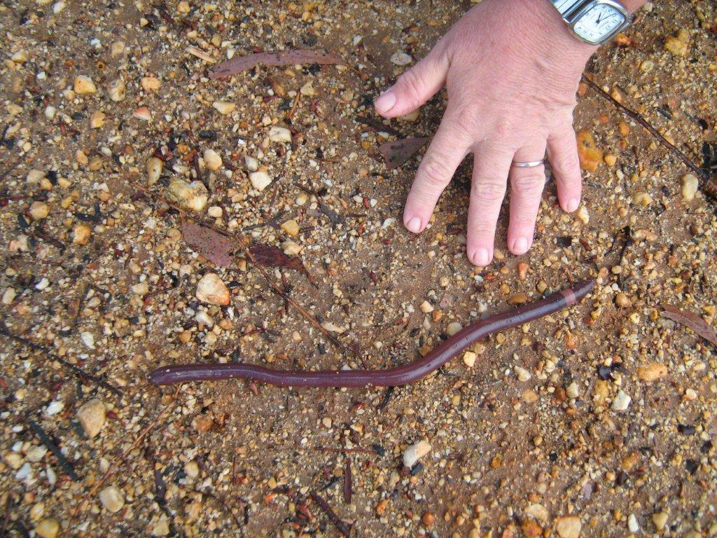 Wedderburn Conservation Management Network News: Of Worms and Birds