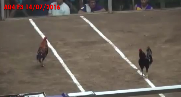 Koleksi Video Adu Ayam