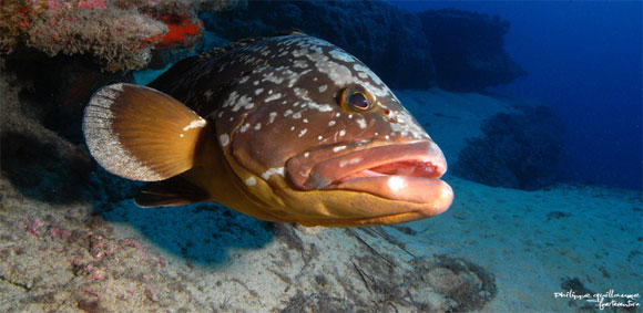 سمكة الميرو merou