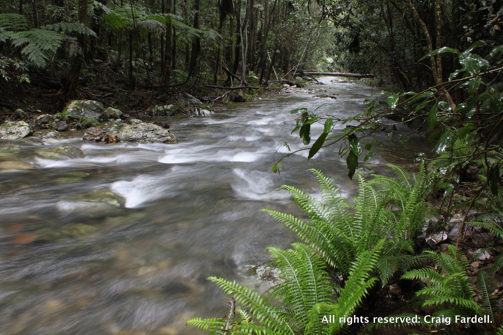 awildland: Rosewood River in Dorrigo National Park cures cabin fever