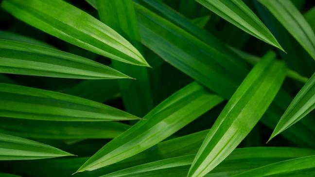 How To Use Pandan Leaves, Pandan Leaves Benefits