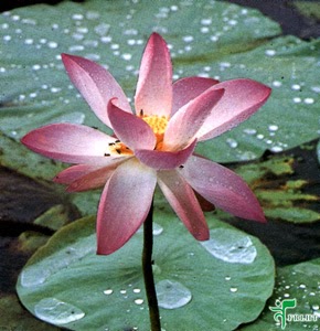 कमल चिन्ह/योग - Kamal Symbol Or Lotus Sign In Palmistry ~ INDIAN PALM ...