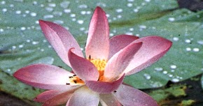 कमल चिन्ह/योग - Kamal Symbol Or Lotus Sign In Palmistry ~ INDIAN PALM ...