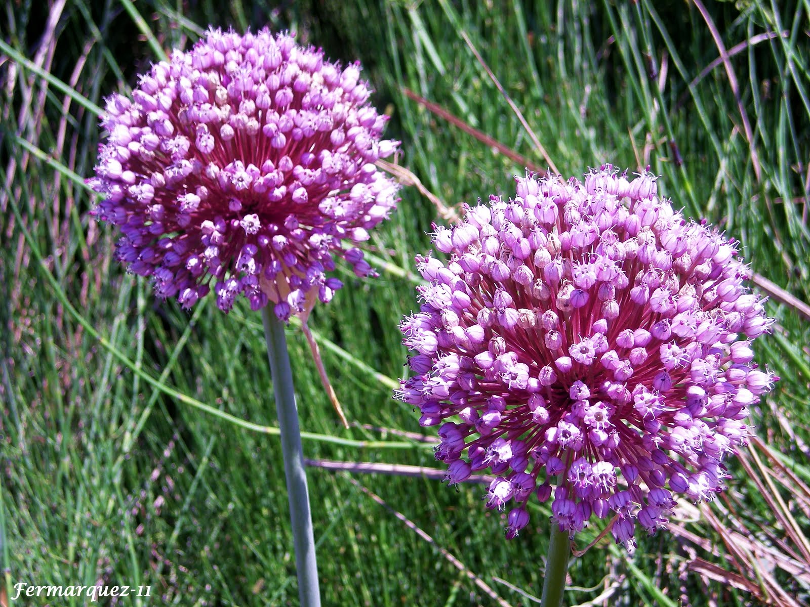 Margil Dibó: Flor de Ajo