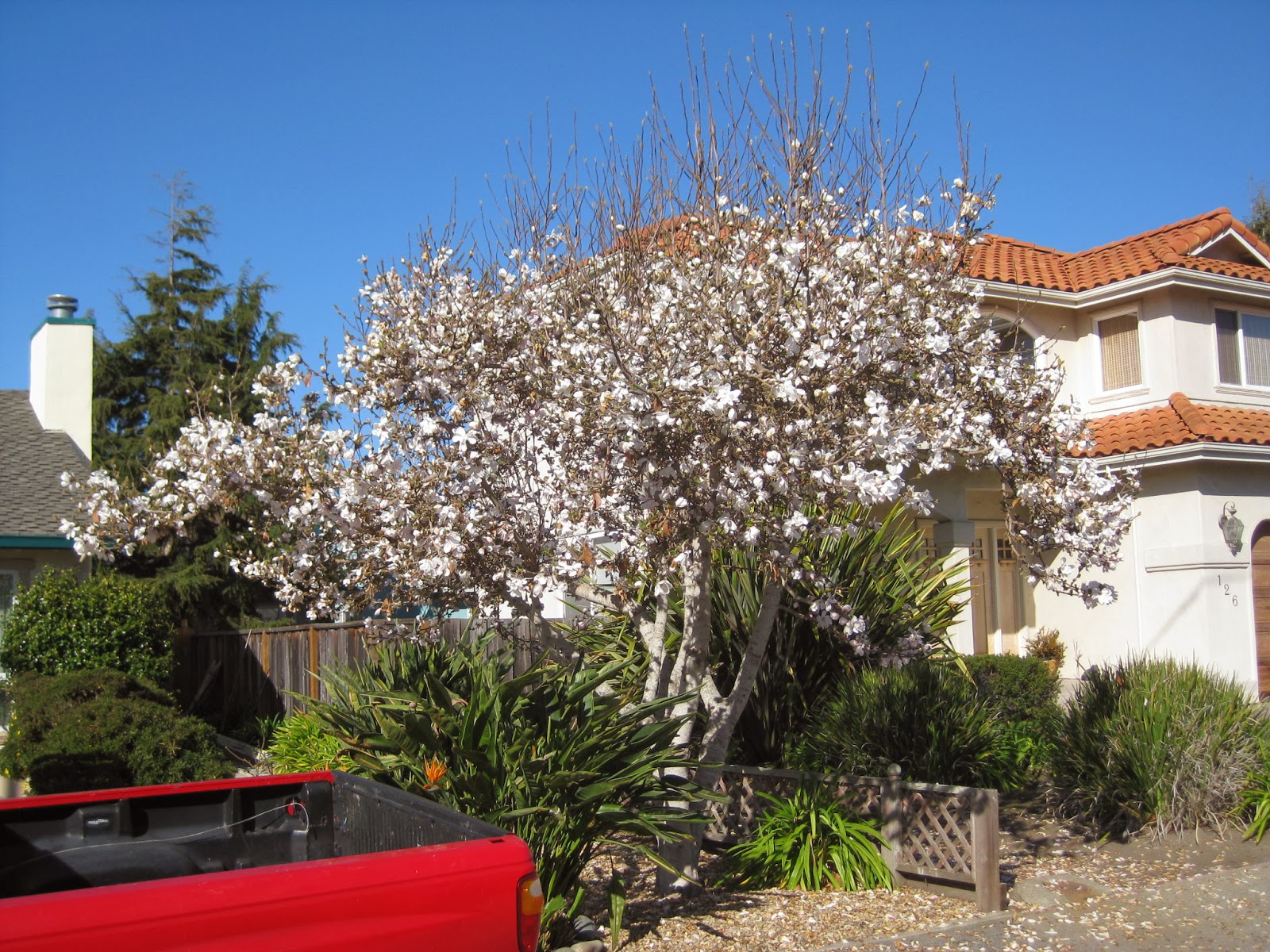 Trees of Santa Cruz County: Magnolia x loebnerii 'Merrill' - Merrill ...
