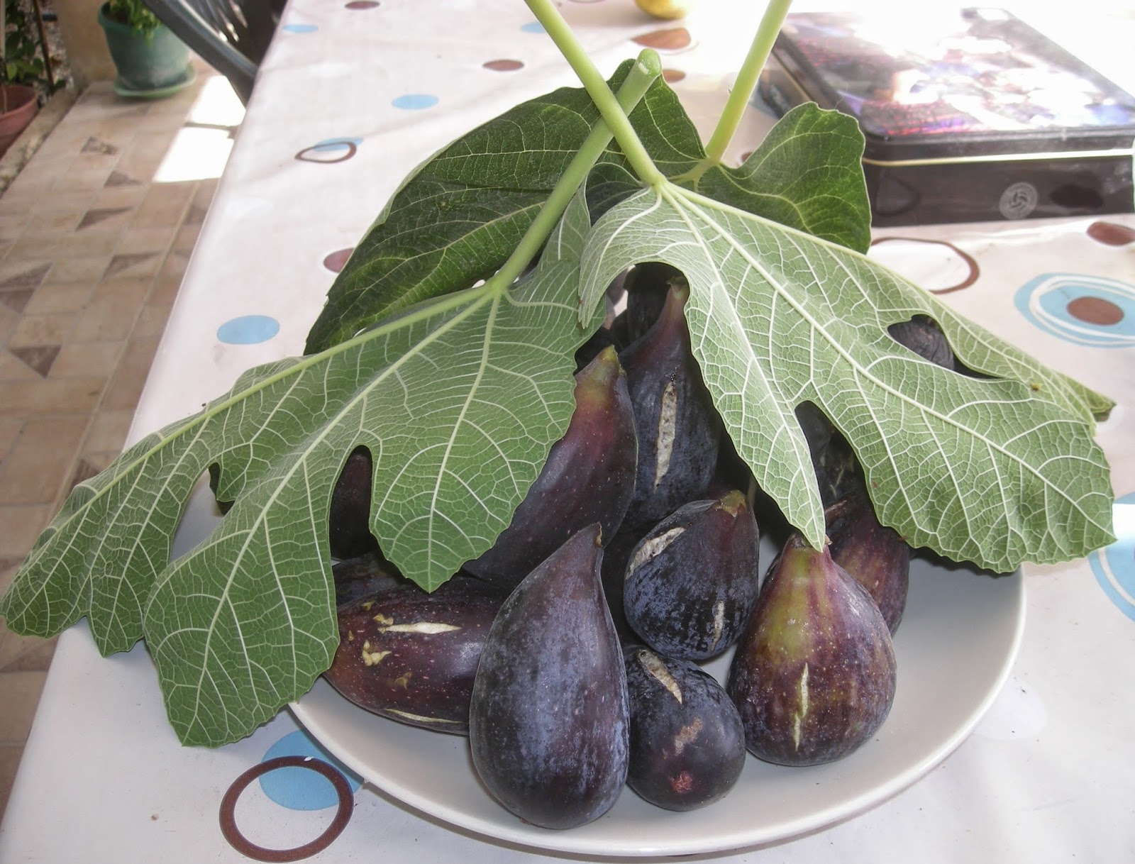 100% Crevillent: de juny 2014