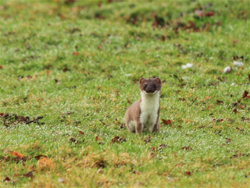 The Natural Stone: Stoat