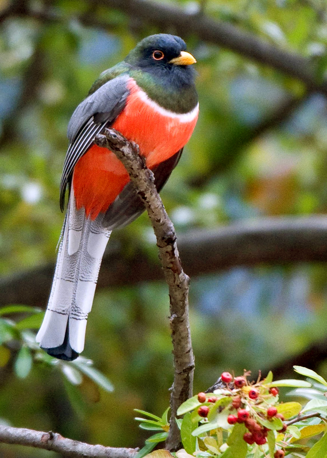 Bellas Aves de El Salvador: Trogon elegans (trogón elegante)