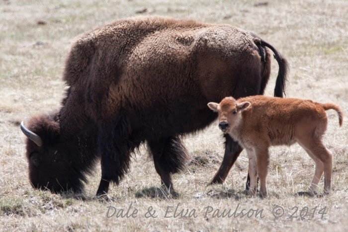 Elva's Field Notes: A Bison Birth
