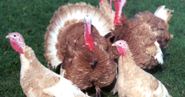 Jersey Buff | ROY'S BLOG