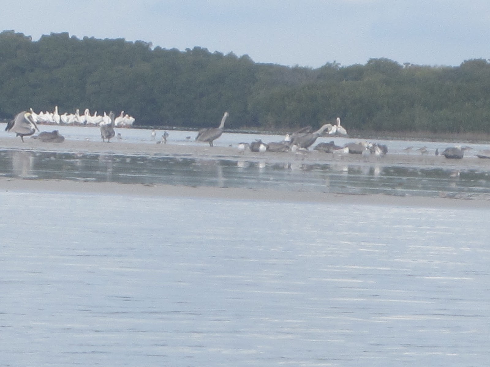 Dave's Yak Tales: Fort De Soto, Shell Key