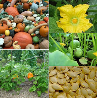 Diseñando y Creando Agricultura: CUCURBITACEAS : un familia colorida ...