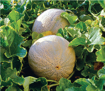Melón (Cucumis melo L.).