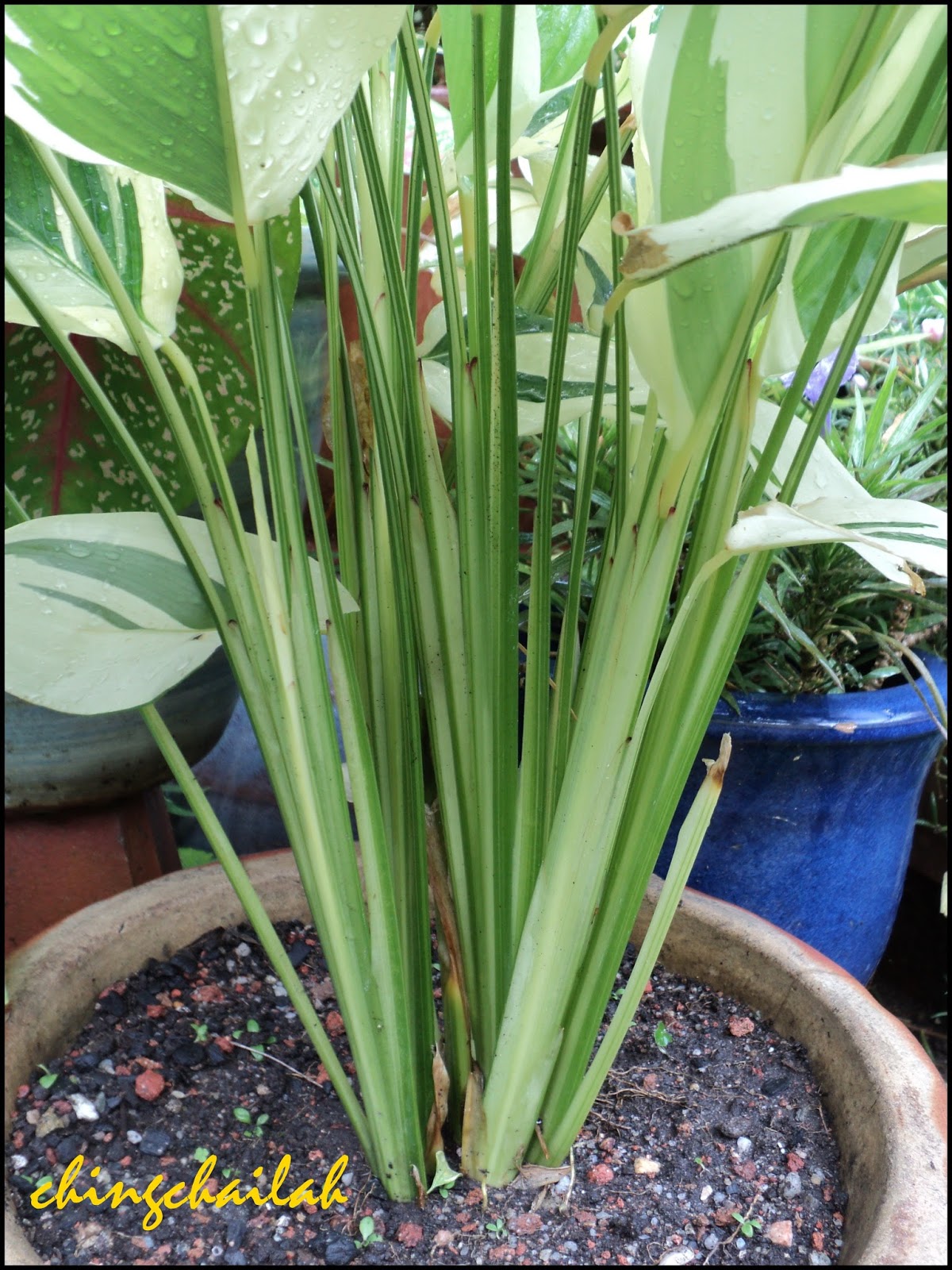 Simple Living In Nancy: Growing Variegated Araru Plants In My Garden