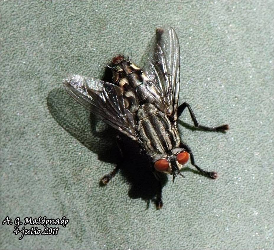 Biodiversidad Costa Granadina y ... (Fauna): Moscardas de la carne ...