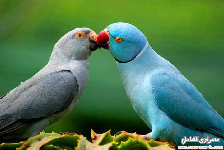 صور عصافير، اجمل خلفيات عصافير كناري - مصراوى الشامل