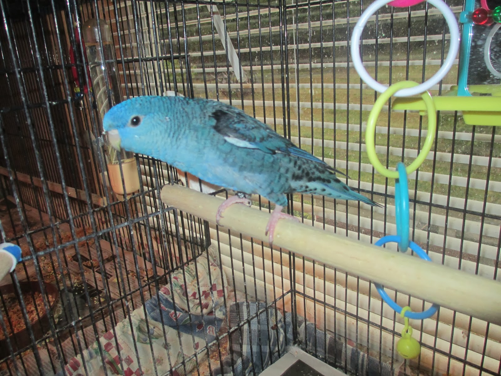 The Splendid Bourke Bird Blog: The Baby Lineolated Parakeets Today