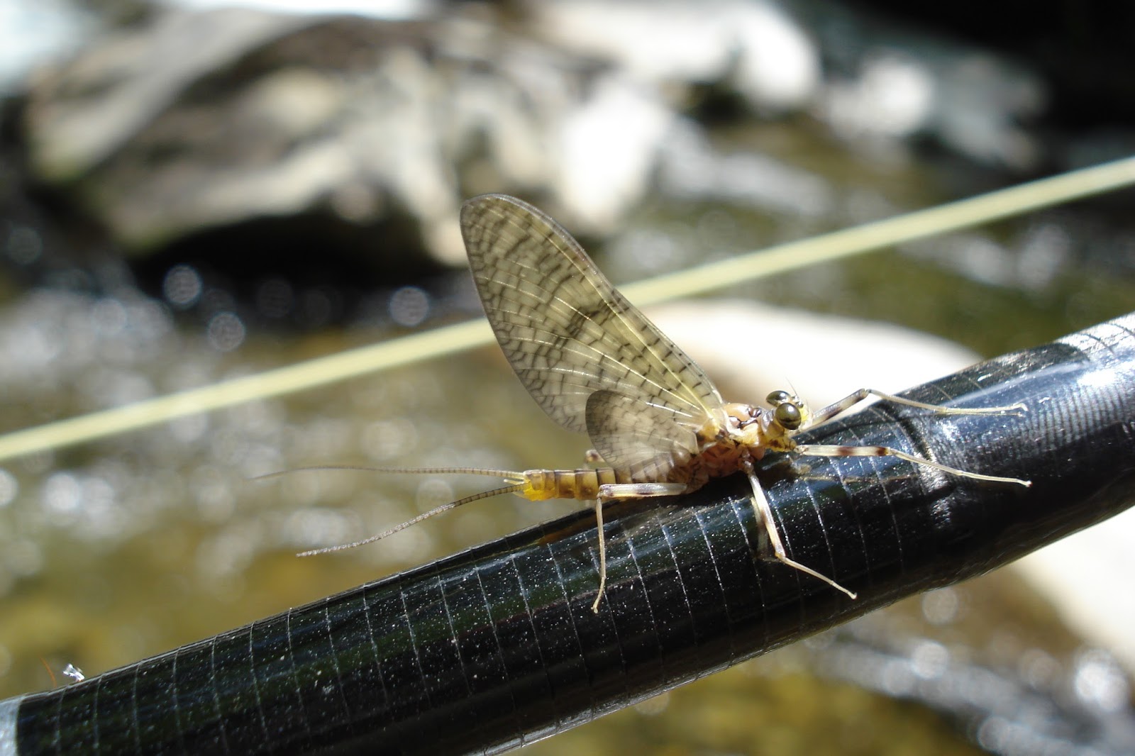 SOFT HACKLES, TIGHT LINES