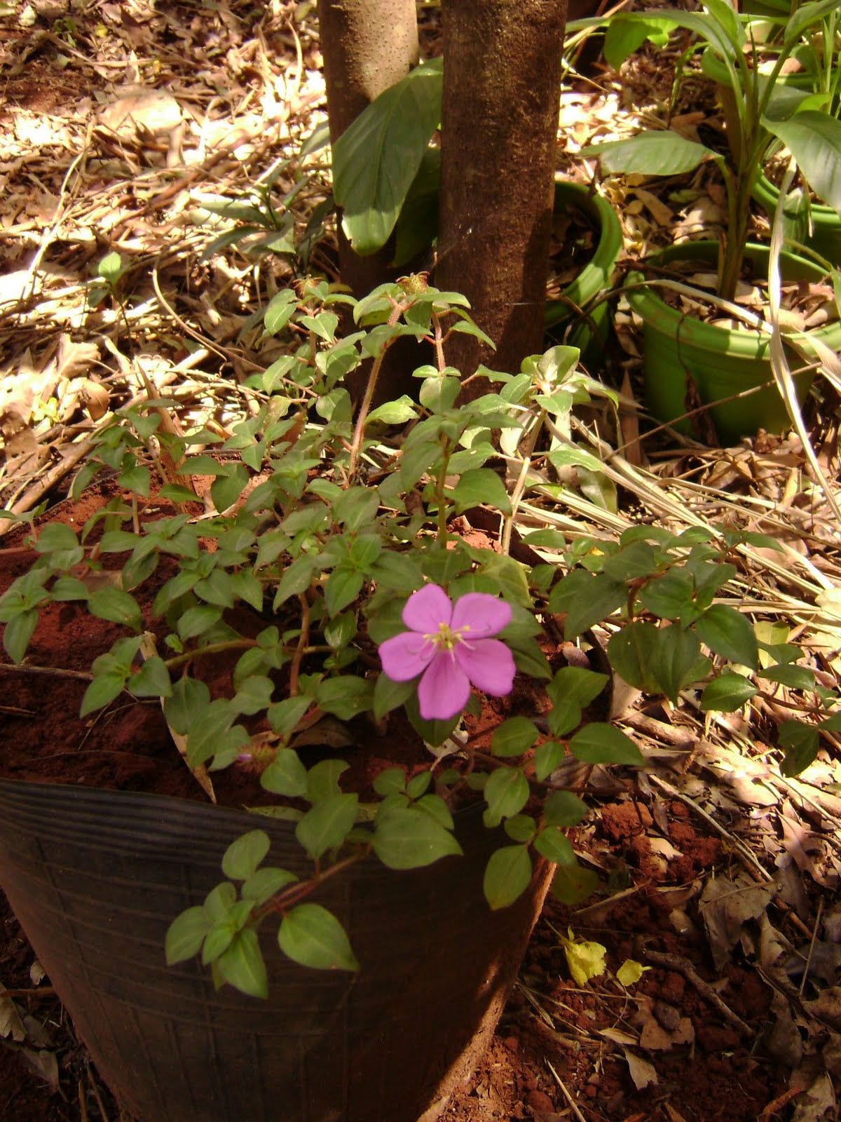 Folha de Orixá - Ewé Orisa: Awedé