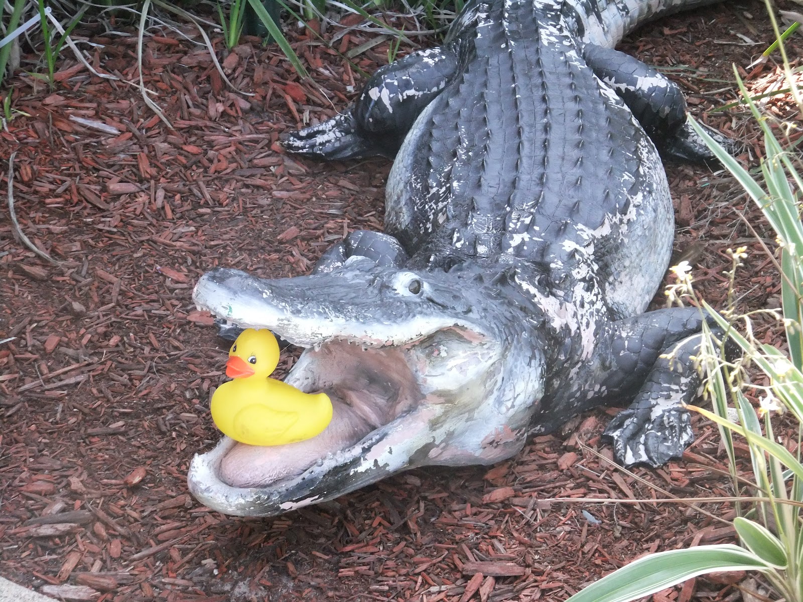 Buck's Adventures: Buck Learns About Florida’s Wildlife