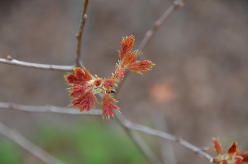 Garden Ally: Hey Bud!