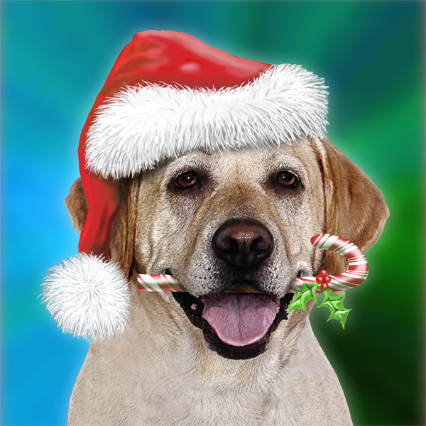 B Hymer's Blog: Santa Hats