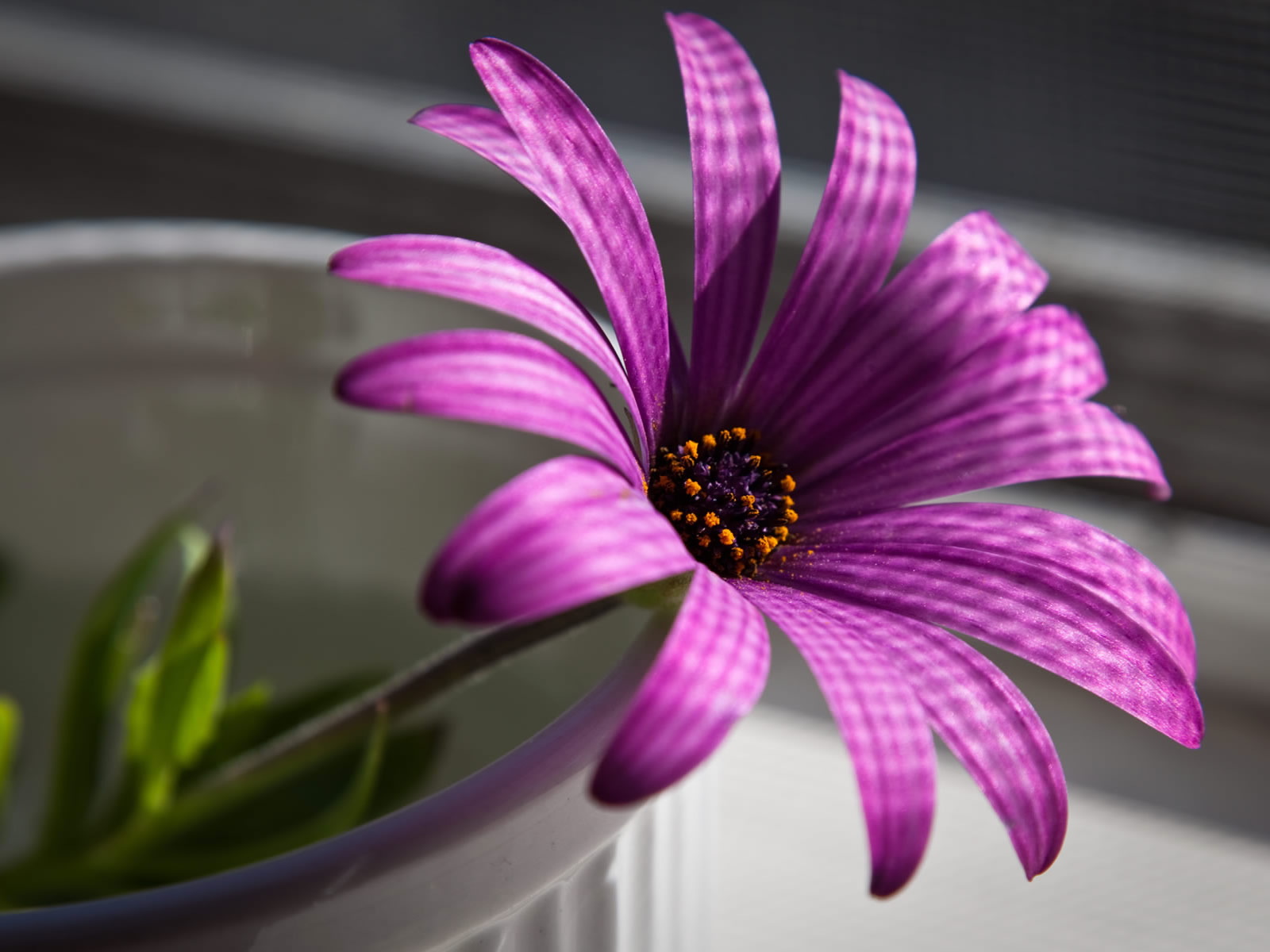 Stylish Purple Flower | Here Everythink Is Stylish