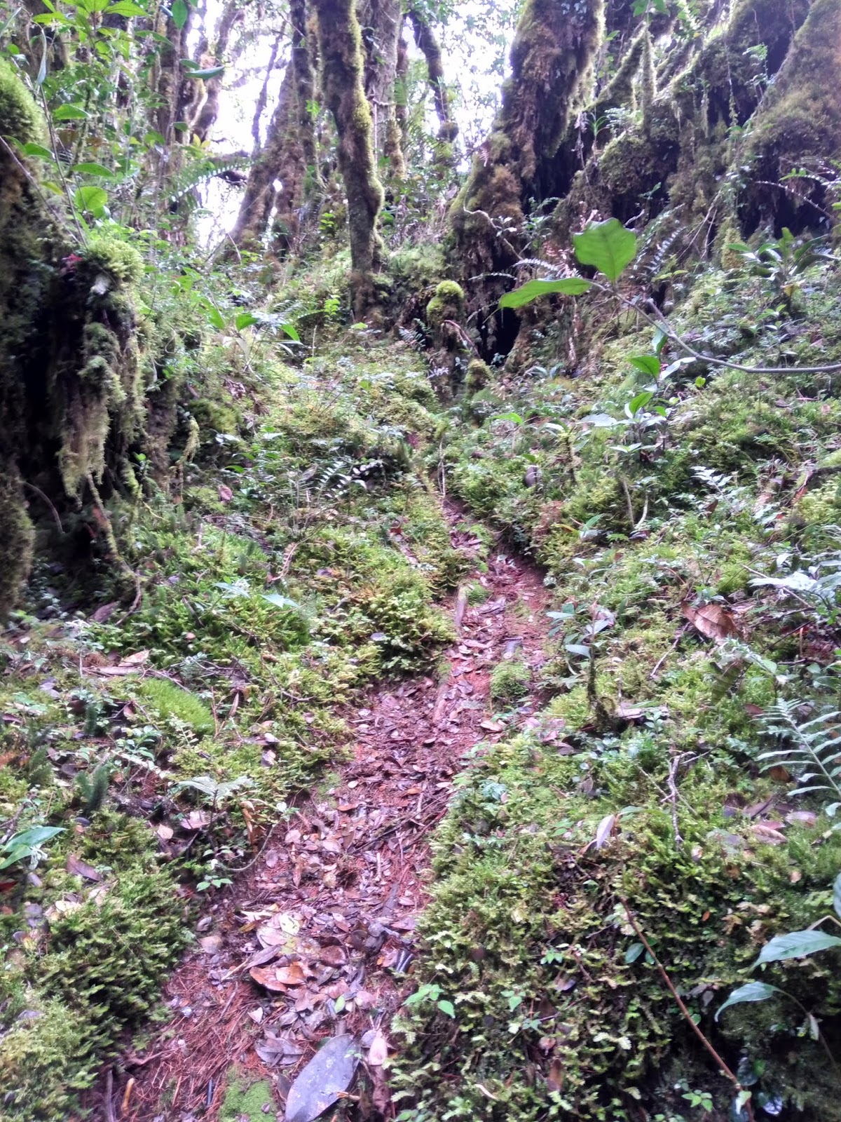 Ekspedisi Gerah Bilah Bieh via Lasah