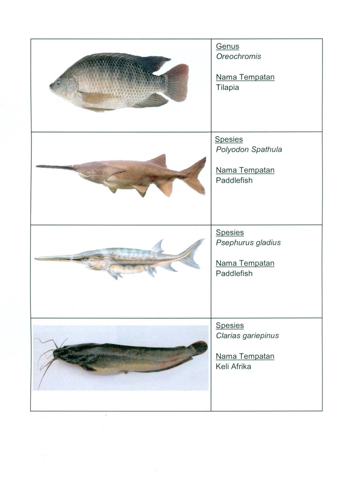 Senarai Ikan-Ikan Larangan Oleh Jabatan Perikanan Malaysia Untuk ...