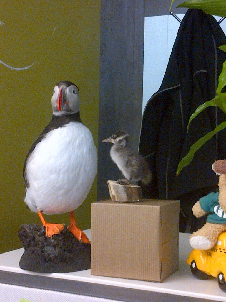 1st International Duck Day – Northern Cyprus edition…… – WELCOME TO ...