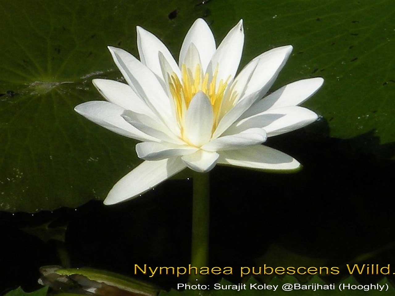 Medicinal Plants: Nymphaea pubescens Lotus Water lily kumuda