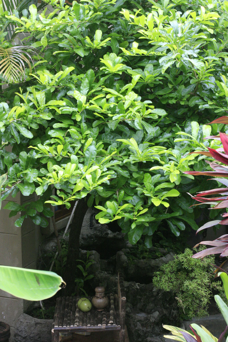 Miraoyo: El Jícaro, un árbol sagrado a punto de desaparecer