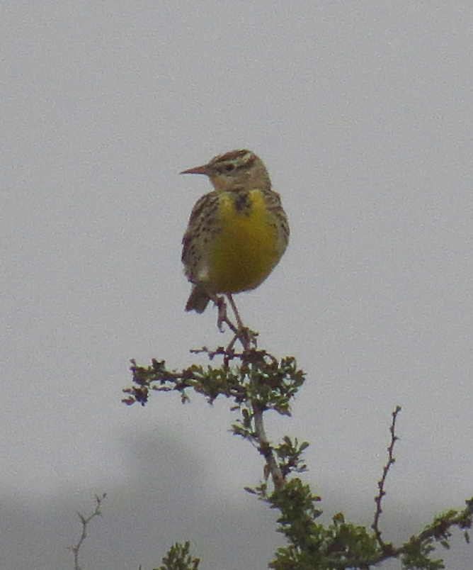 Edward Plumer: Birding at Seminole Canyon State Park